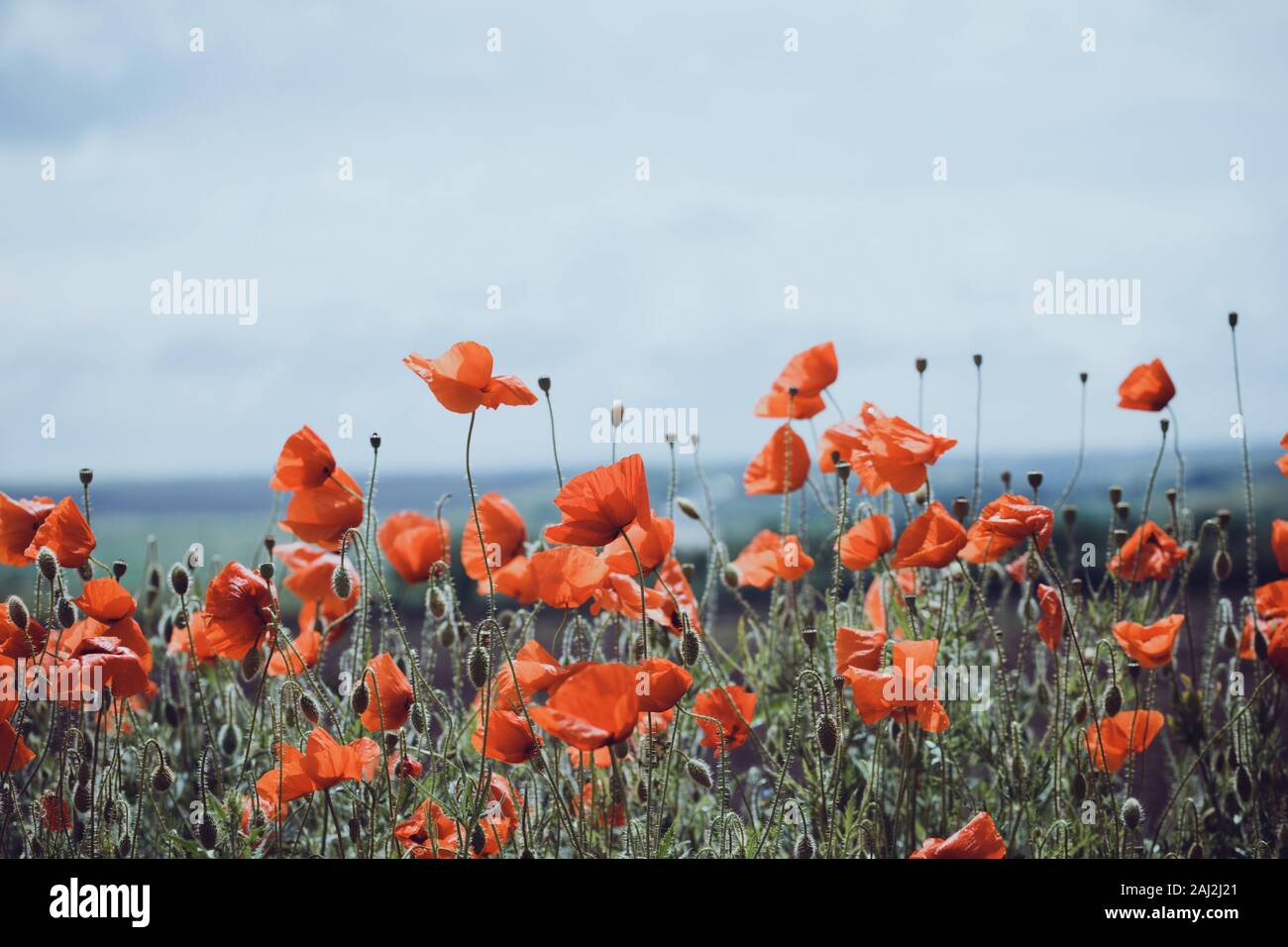 background of beautiful red poppy field. Provence, France. a poster ...