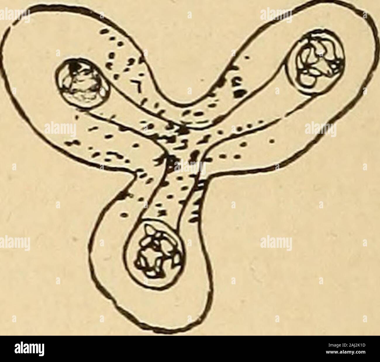 Poly Mononuclear Cells
