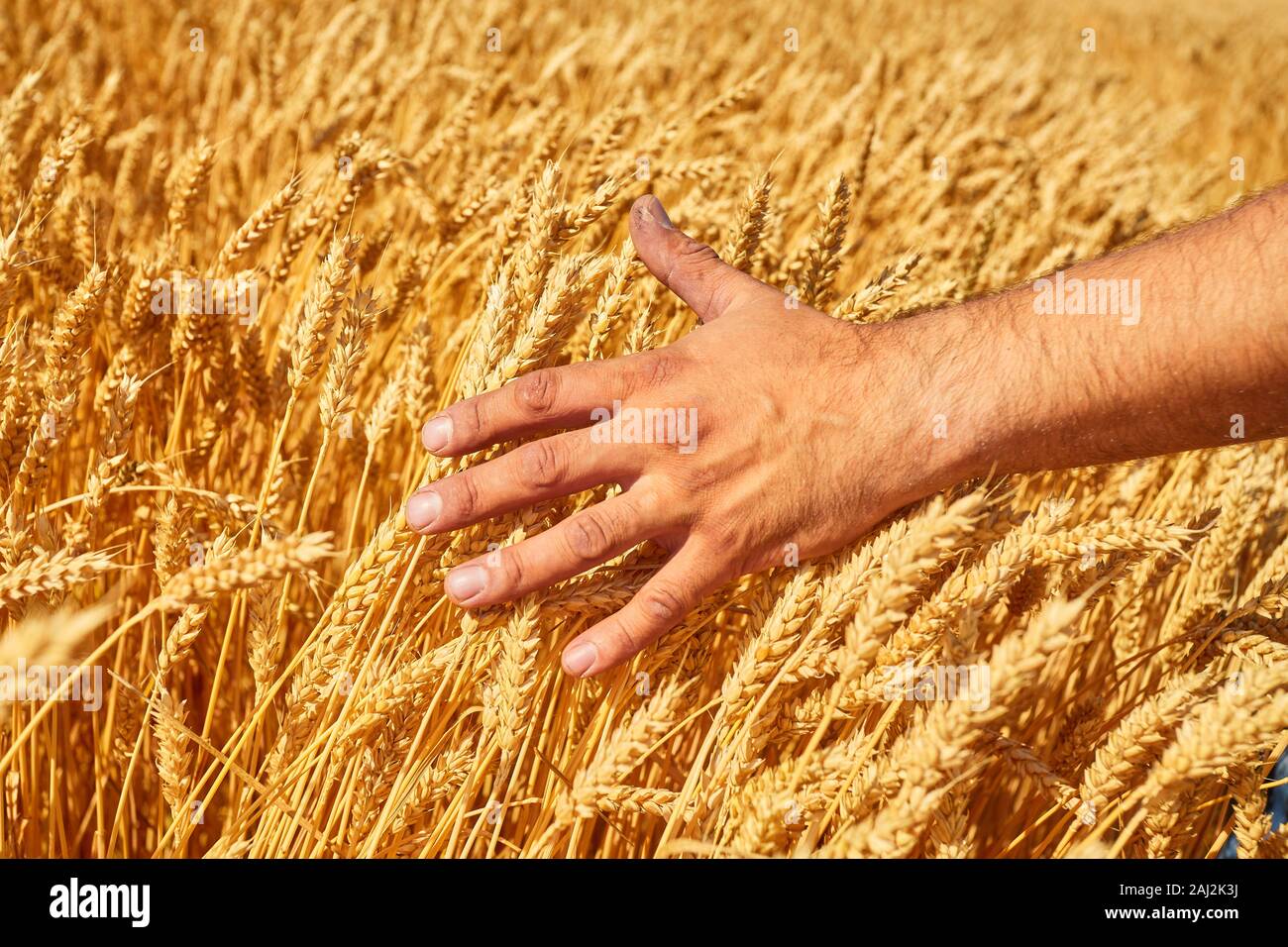 Farmer hand wheat. the concept of a rich harvest. With sunset ...