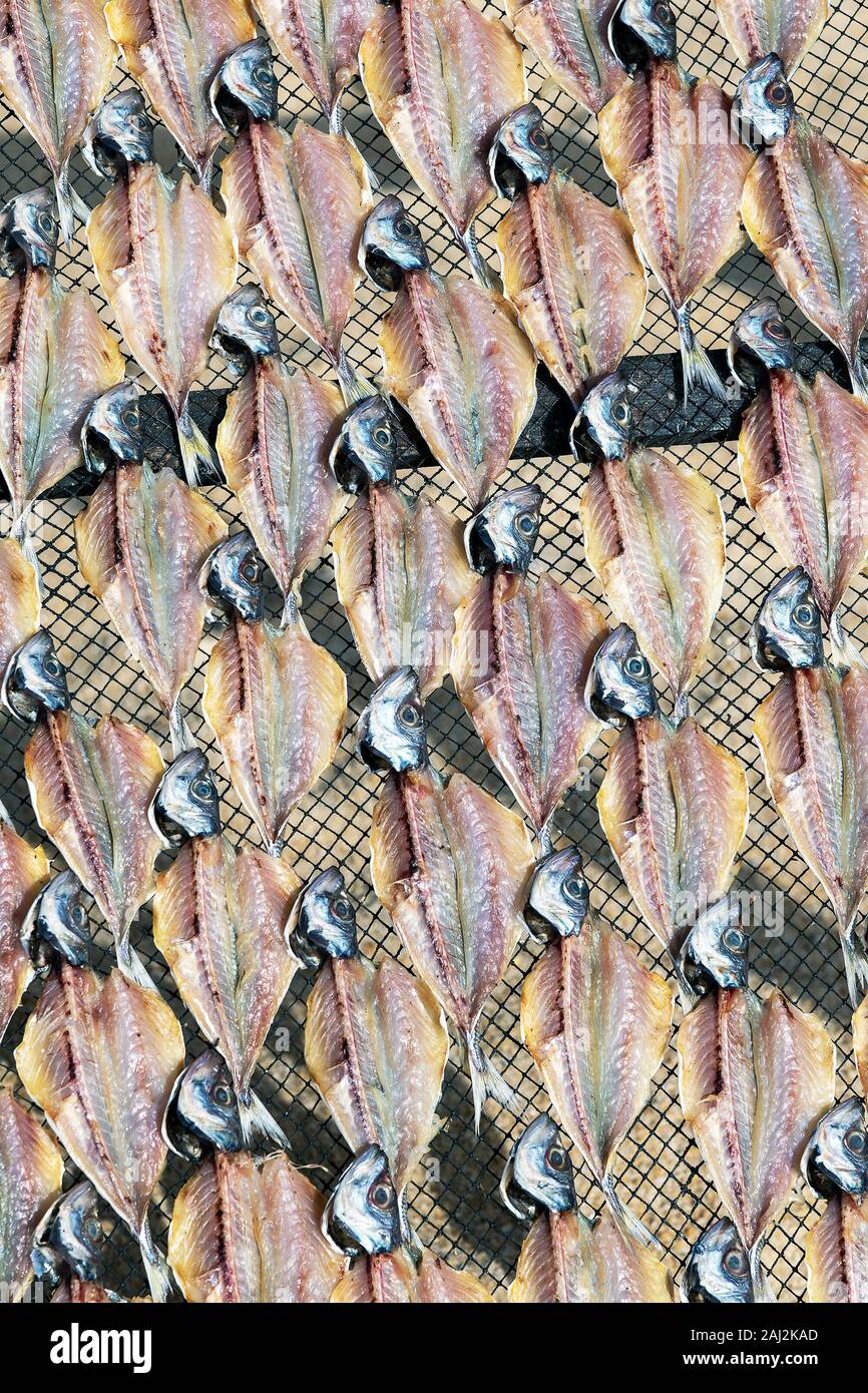 Drying of fresh fish on sunlight and wind Stock Photo - Alamy