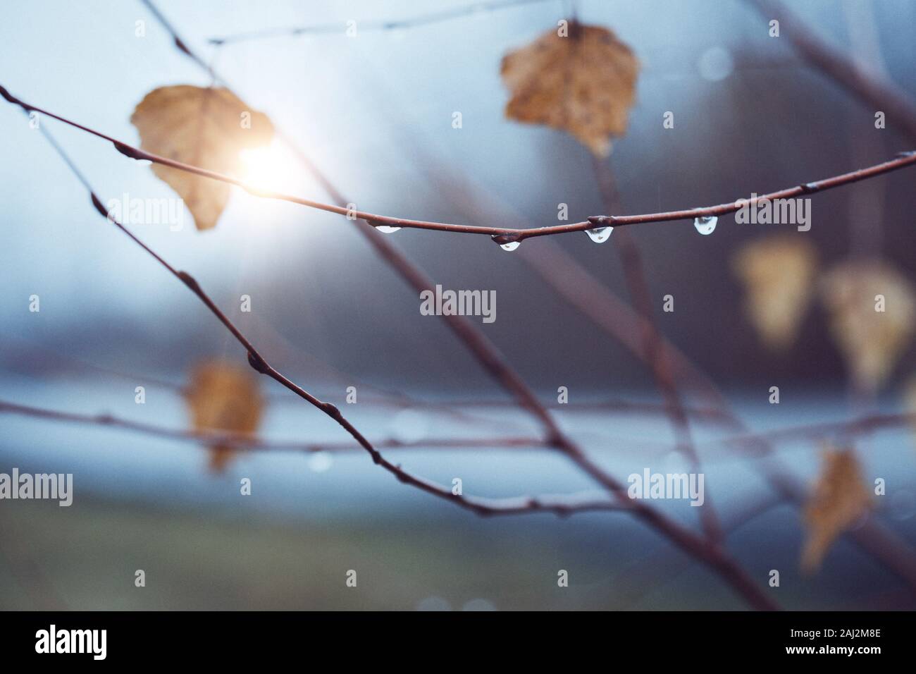 the weather outside - tree branch with with drops Stock Photo - Alamy