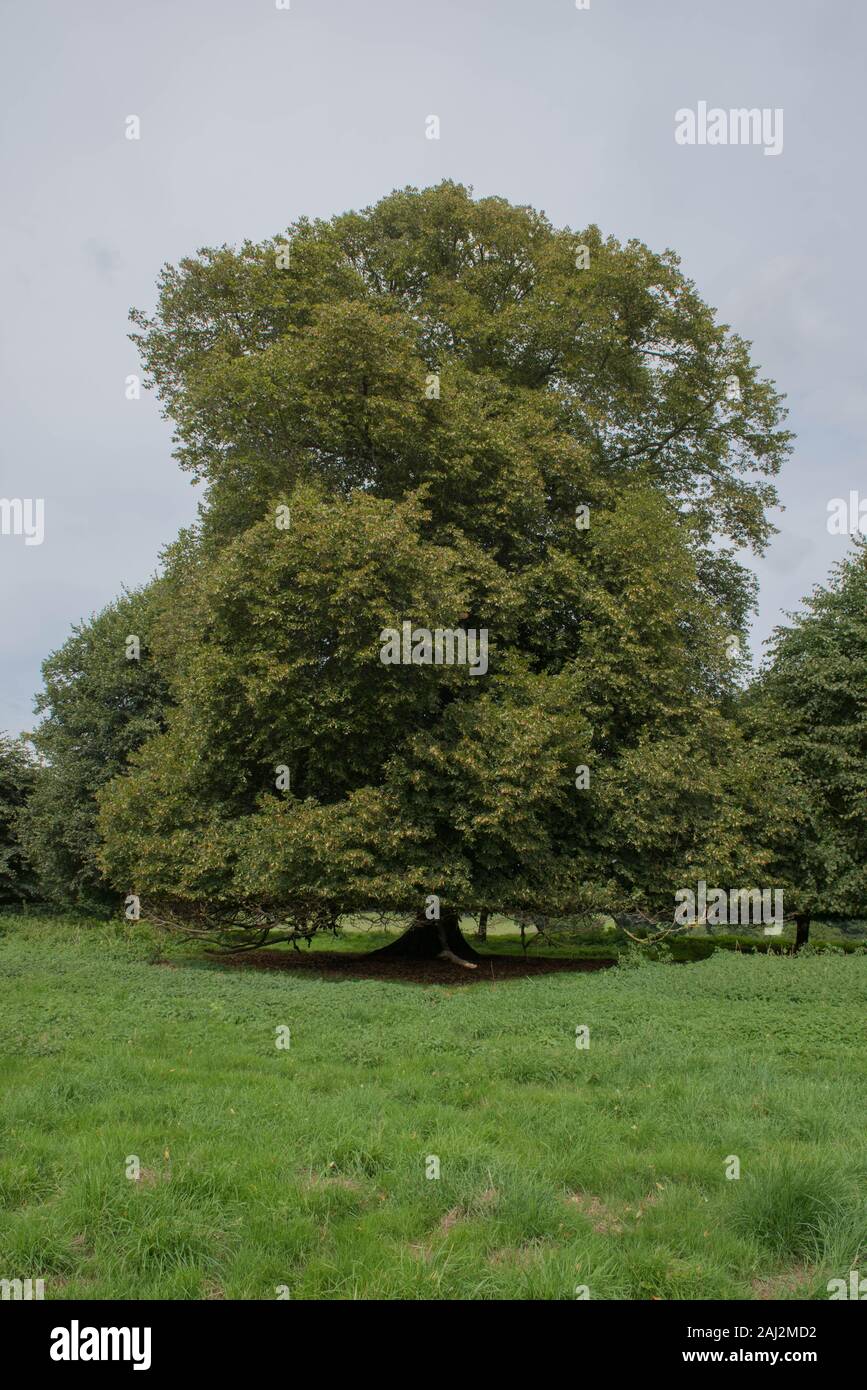 Large Leaved Linden or Lime Tree (Tilia platyphyllos) in Parkland in ...
