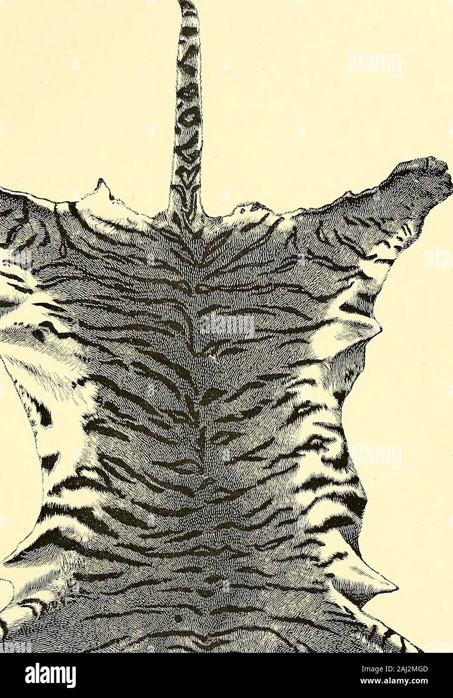 Thetiger hi-res stock photography and images - Alamy