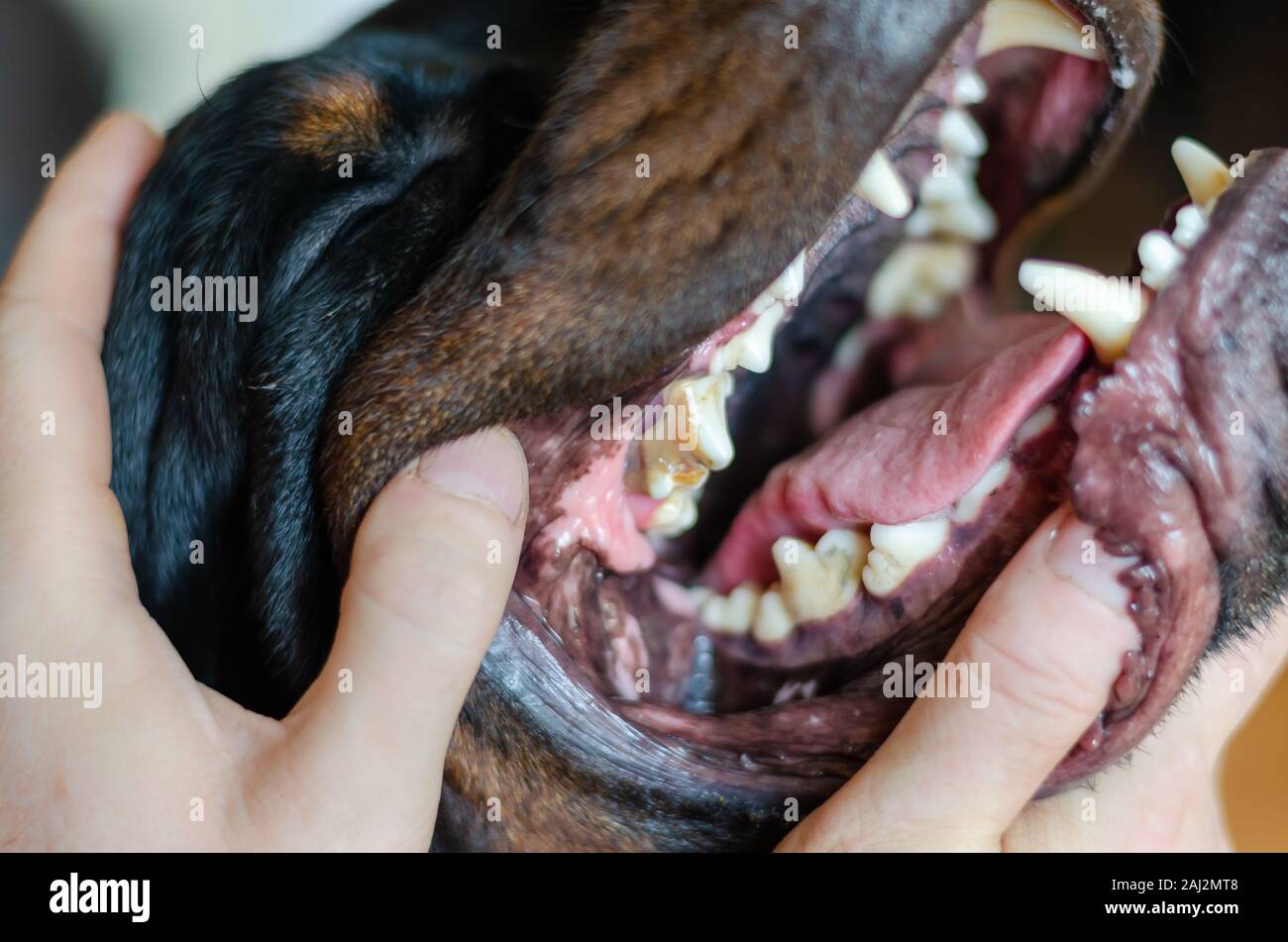Rottweiler Teeth