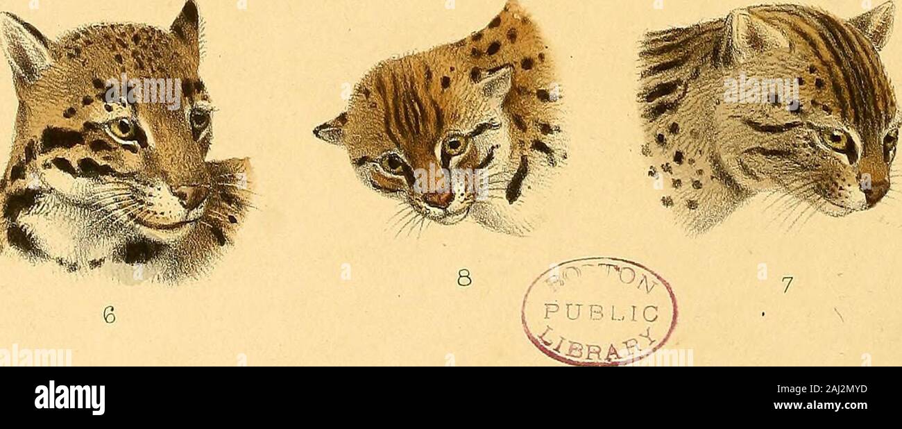 Tibetan Cat Names 400 Cat Names Ideas | Cat Names, Cats, Cute Cat