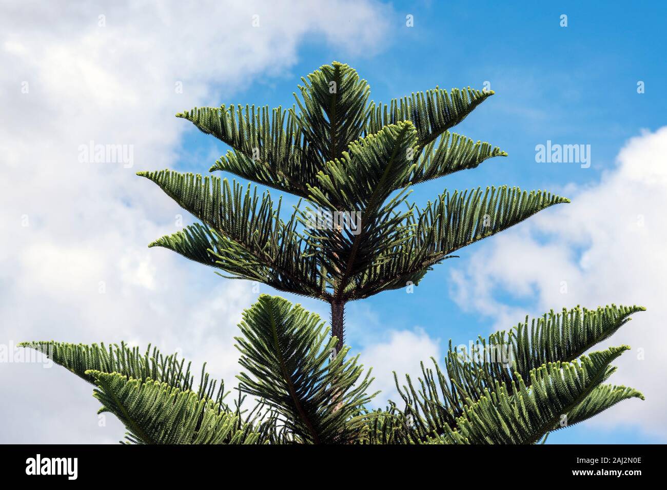 Araucaria columnaris hi-res stock photography and images - Alamy