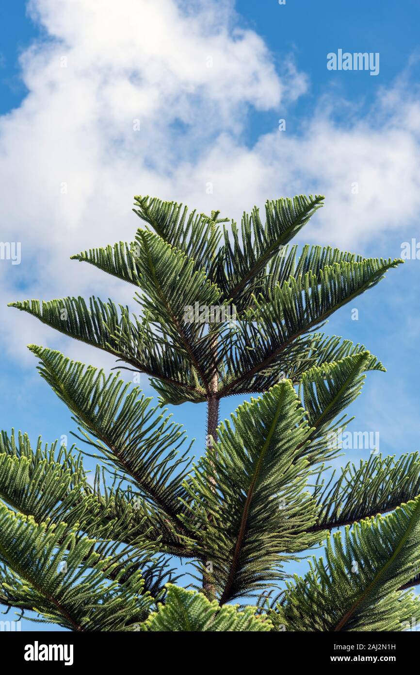 The coral reef araucaria hi-res stock photography and images - Alamy