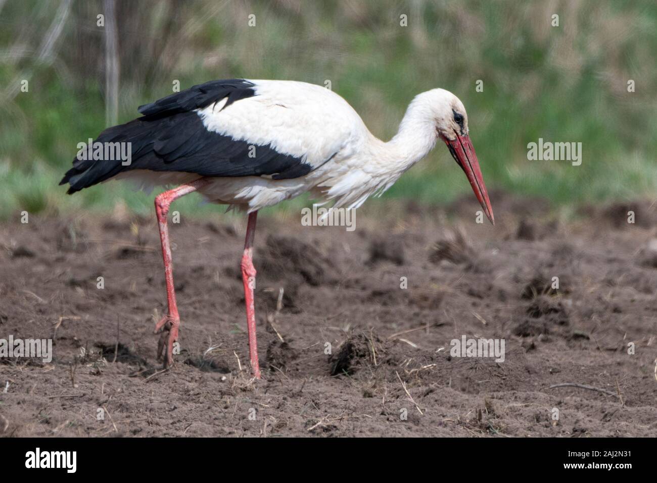 Stork on field spring hi-res stock photography and images - Alamy