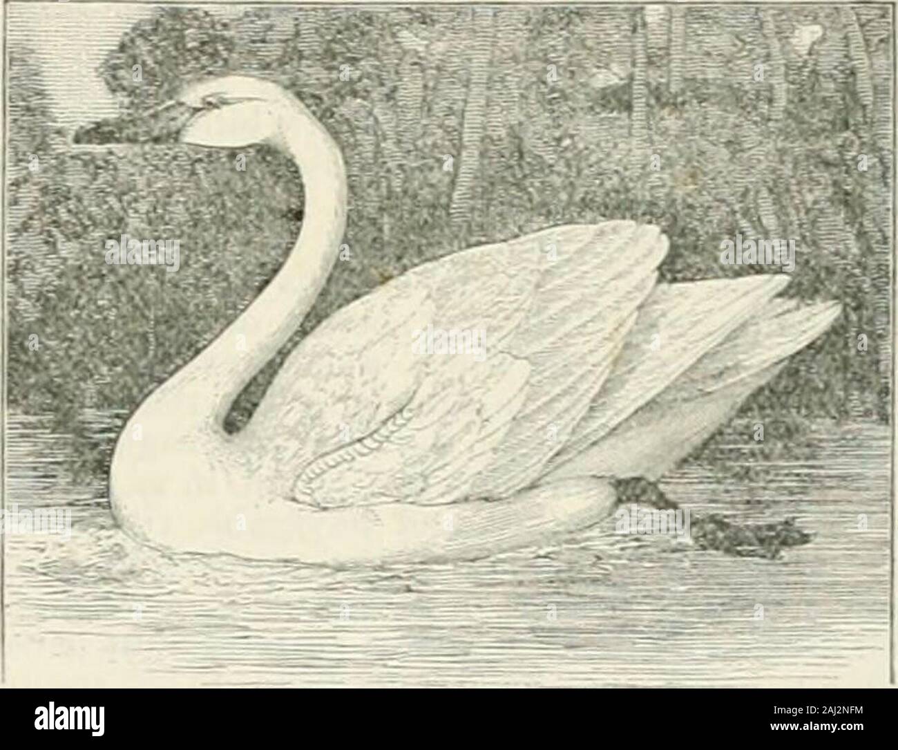 Chambers's encyclopaedia; a dictionary of universal knowledge . irly ...