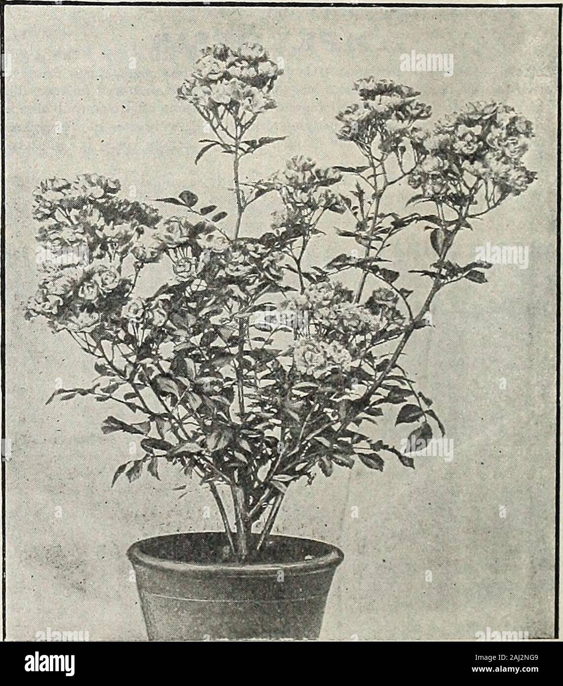 Vick's garden and floral guide . oughthe summer. Desirable for cutting ...