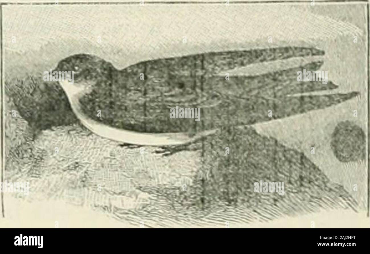 Chimney swallow hi-res stock photography and images - Alamy