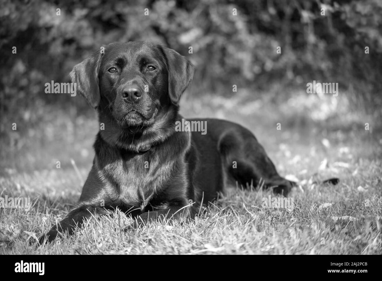 White faced labrador hi-res stock photography and images - Alamy
