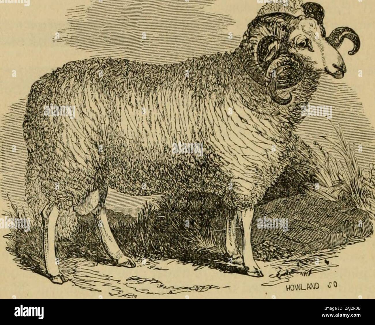 Smallflocks hi-res stock photography and images - Alamy