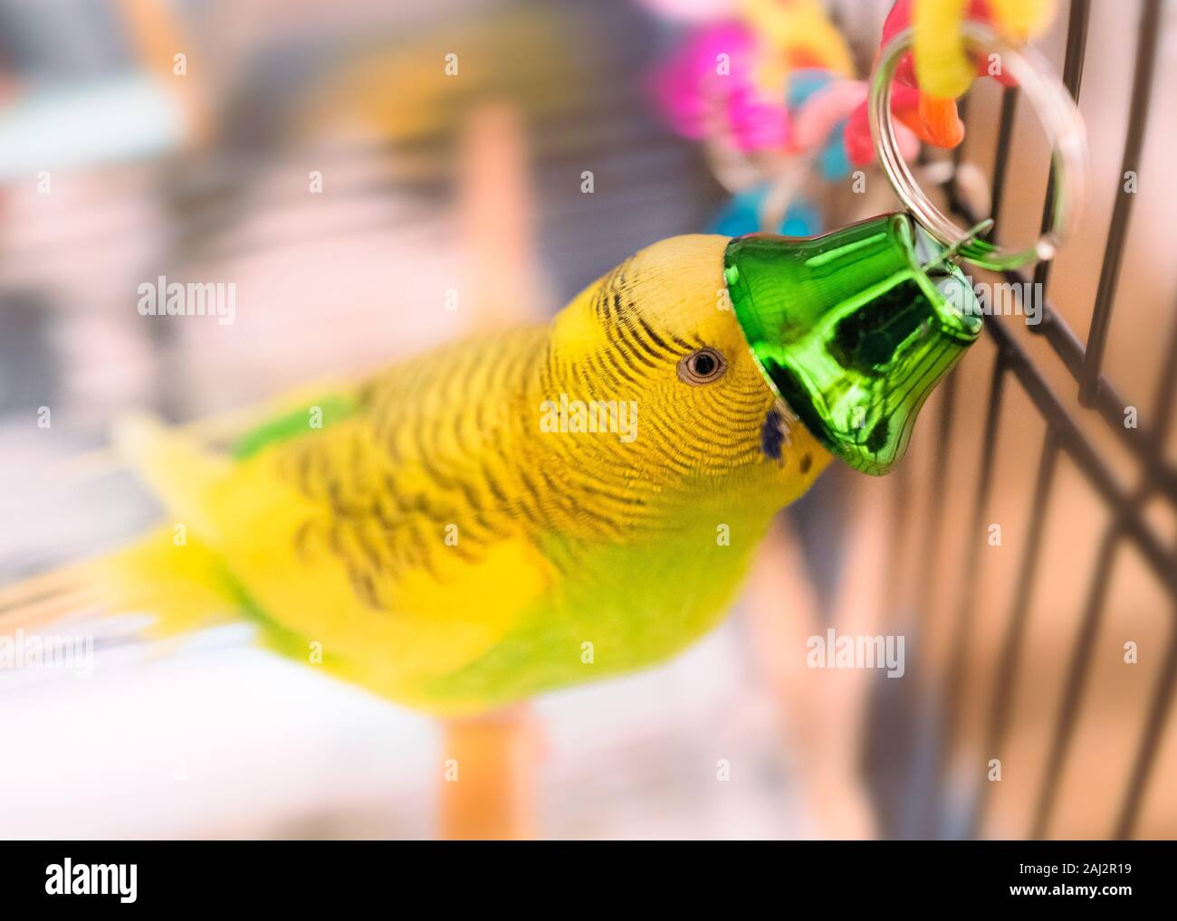 Cute green and yellow budgerigar parakeet playing with a green bell ...