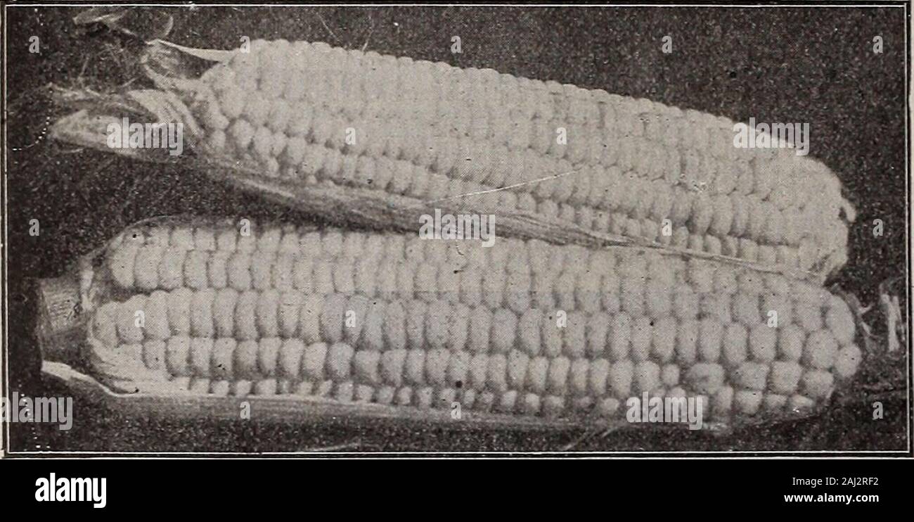 Turnip rootedcelery hi-res stock photography and images - Alamy