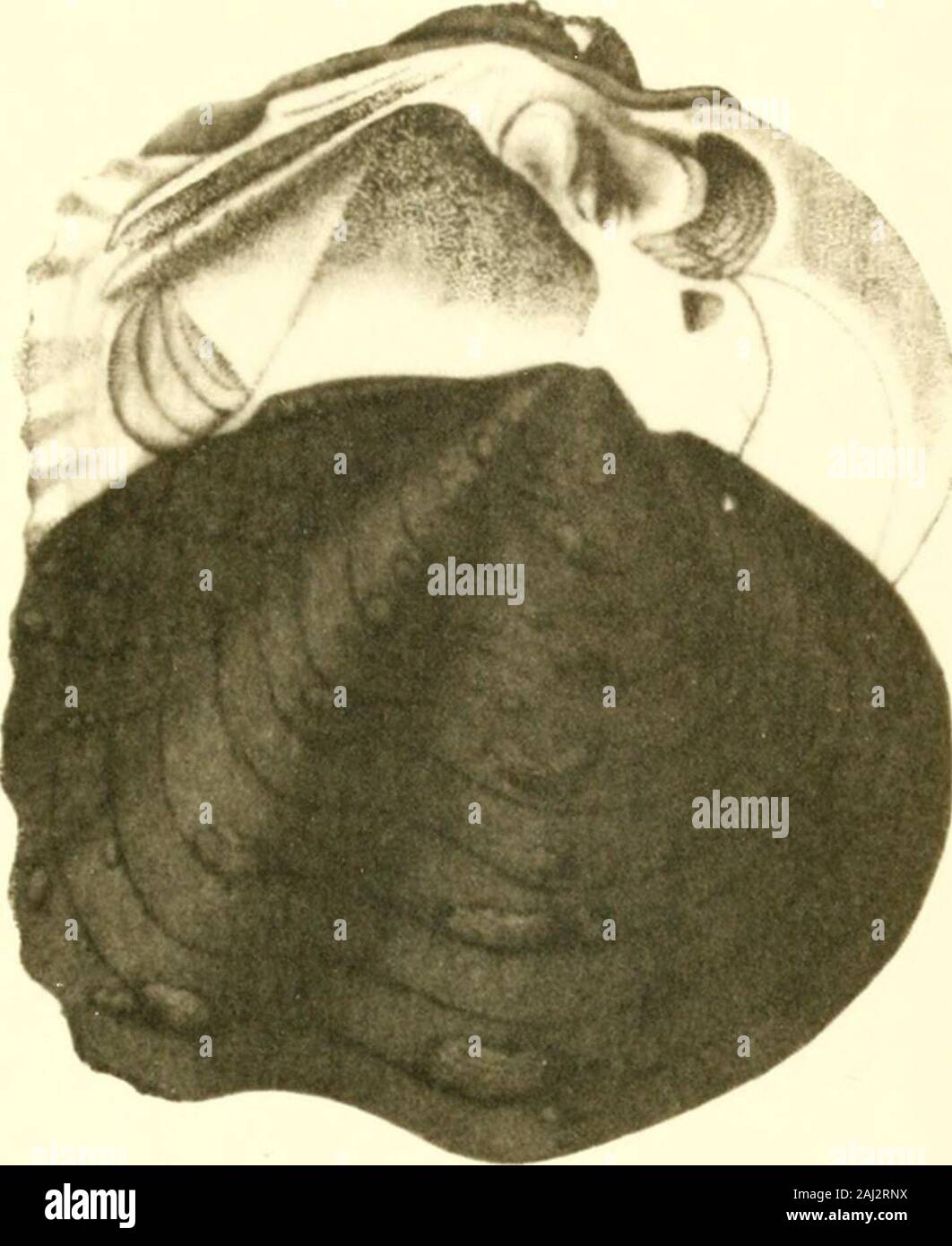 Monography of the family Unionidæ : or, Naiades of Lamarck (fresh water ...