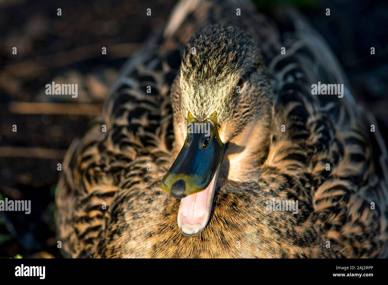 Mallard ducks in central park hi-res stock photography and images - Alamy