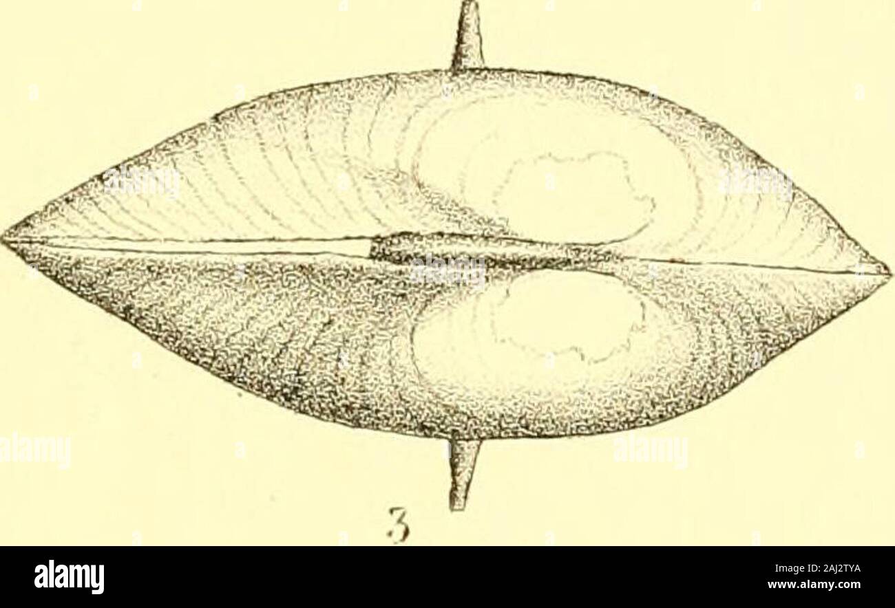 Monography of the family Unionidæ : or, Naiades of Lamarck (fresh water ...