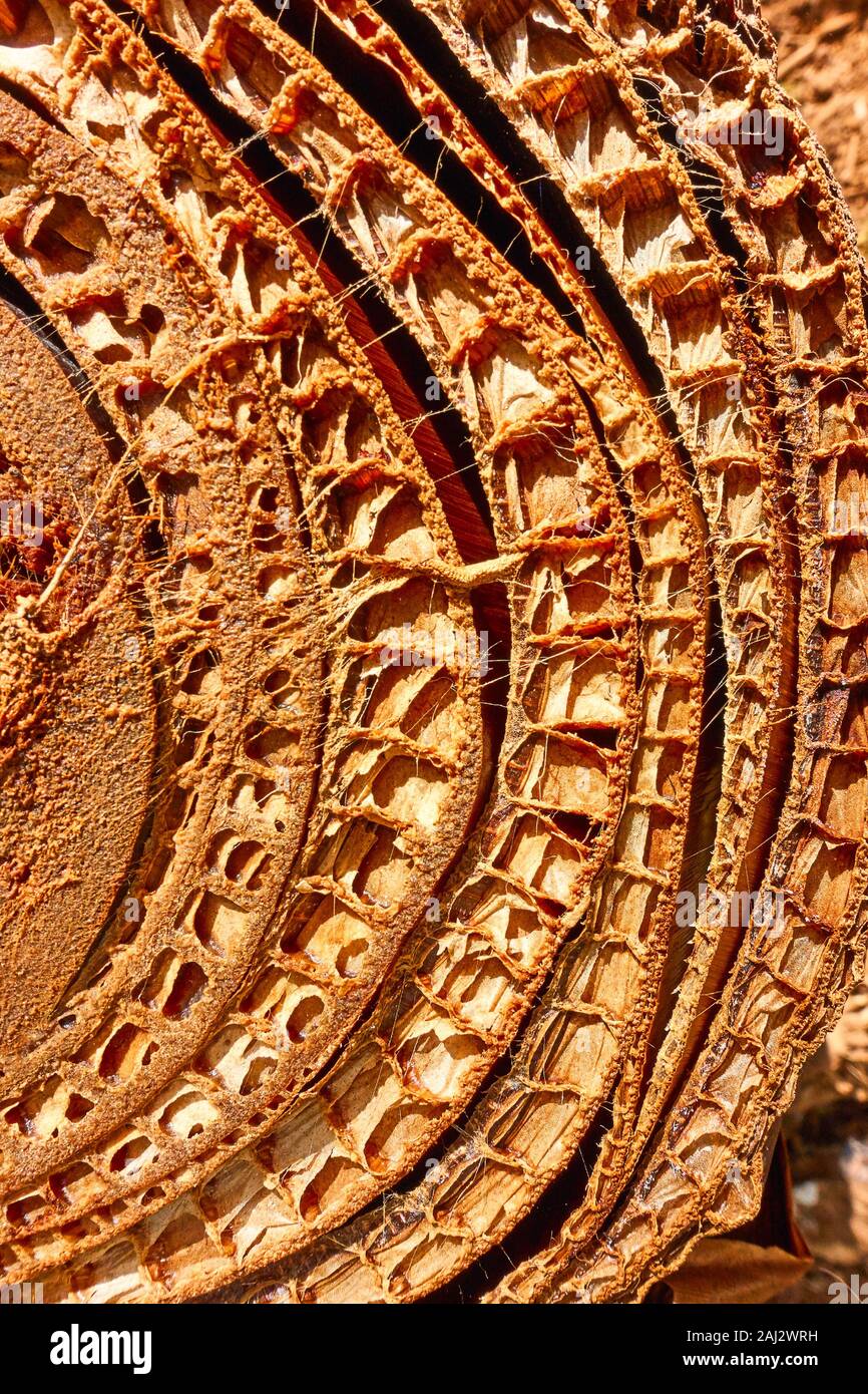 Plant stem texture hi-res stock photography and images - Alamy