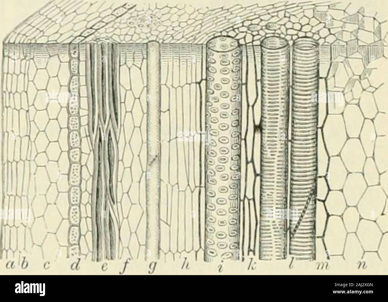 Wood medullary rays hi-res stock photography and images - Alamy