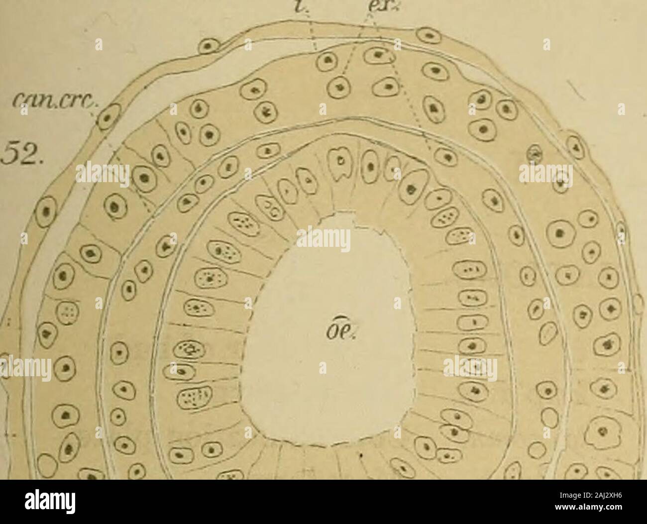 Mesodermal cells hi-res stock photography and images - Alamy