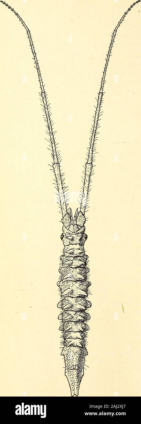 Arcturus cat hi-res stock photography and images - Alamy