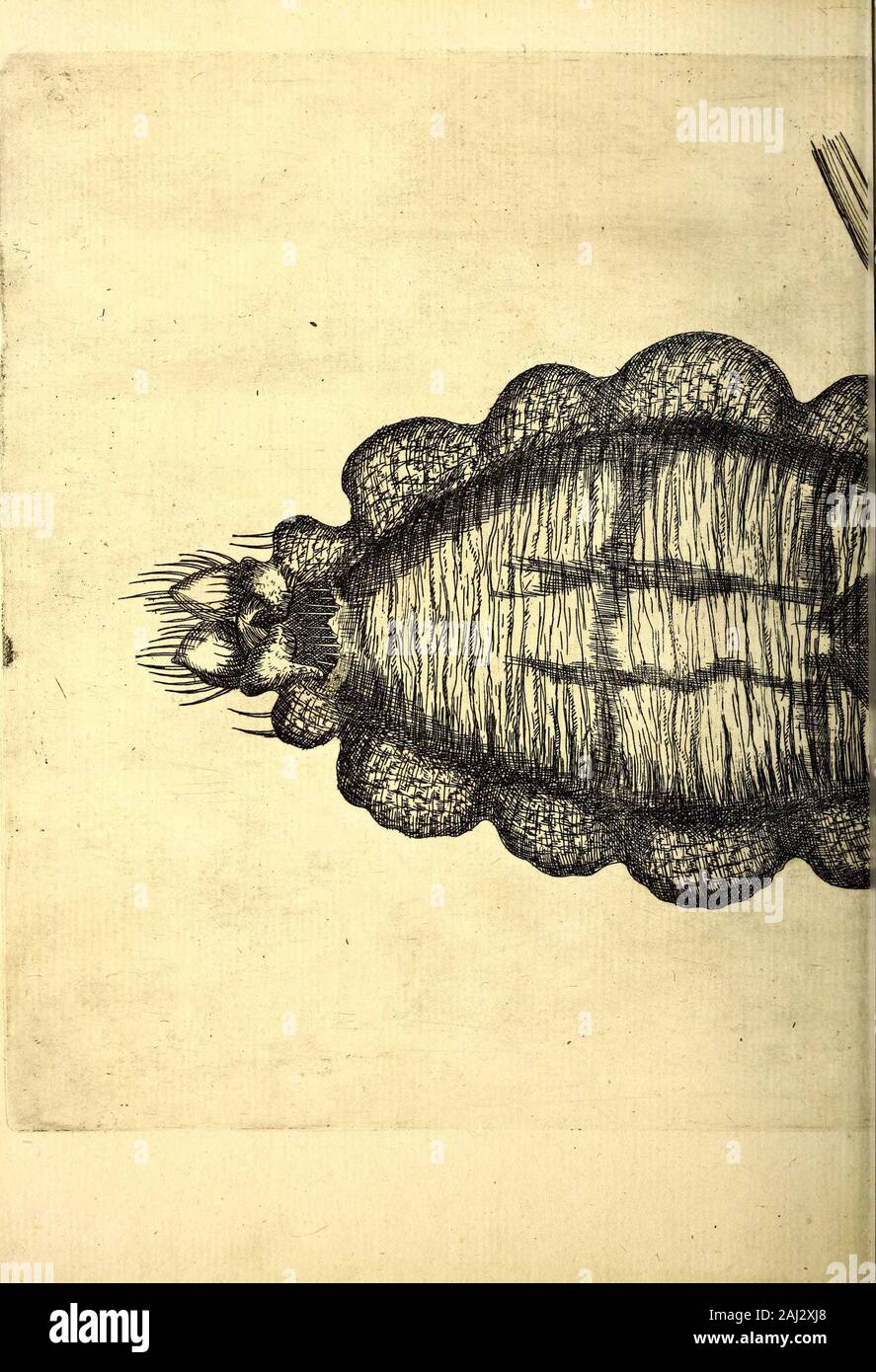 Obseruationes circa viuentia, quæ in rebus non viuentibus reperiuntur : Cum micrographia curiosa ...