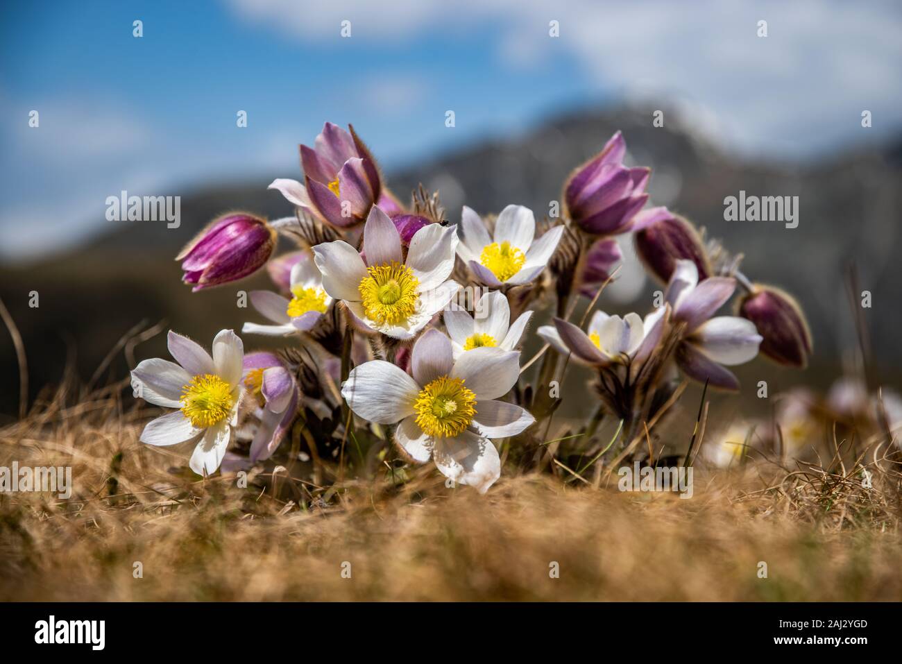 The Easter flower has many names. It is spread across the globe and ...