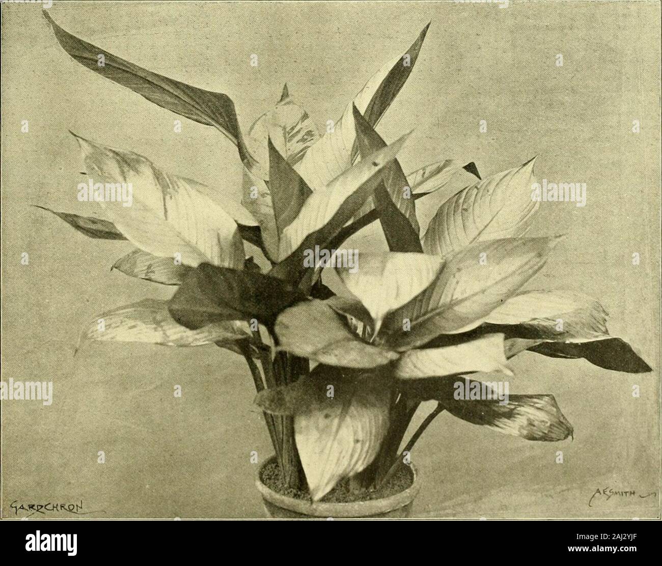 Phrynium Leaves High Resolution Stock Photography and Images - Alamy