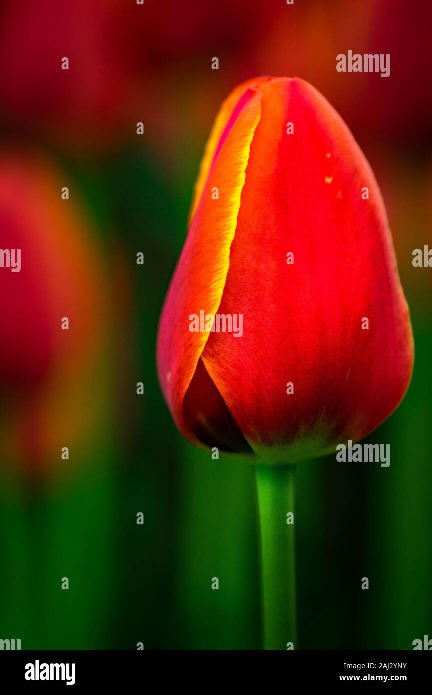Tulip onion hi-res stock photography and images - Alamy