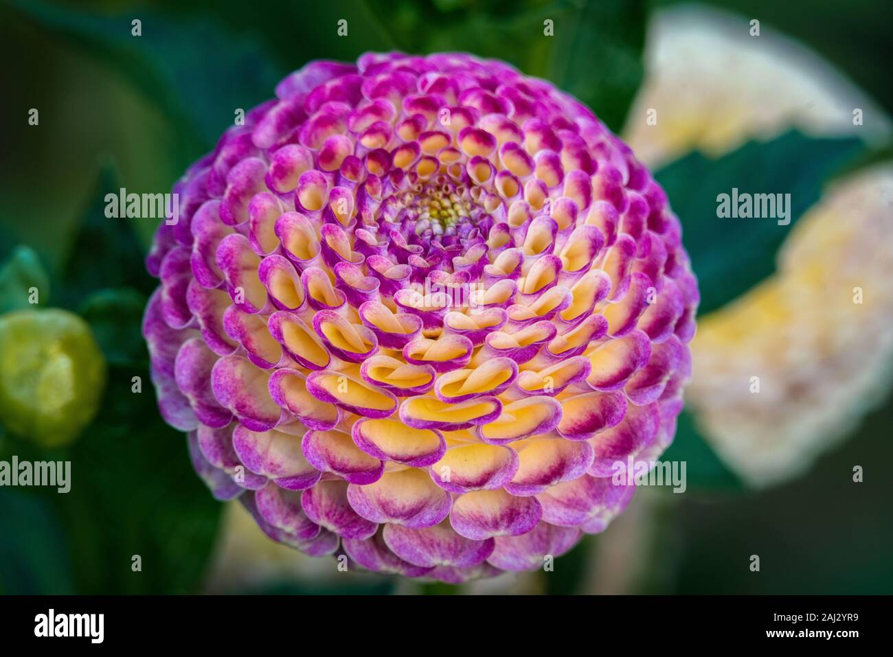 Variety hapet perfect hi-res stock photography and images - Alamy