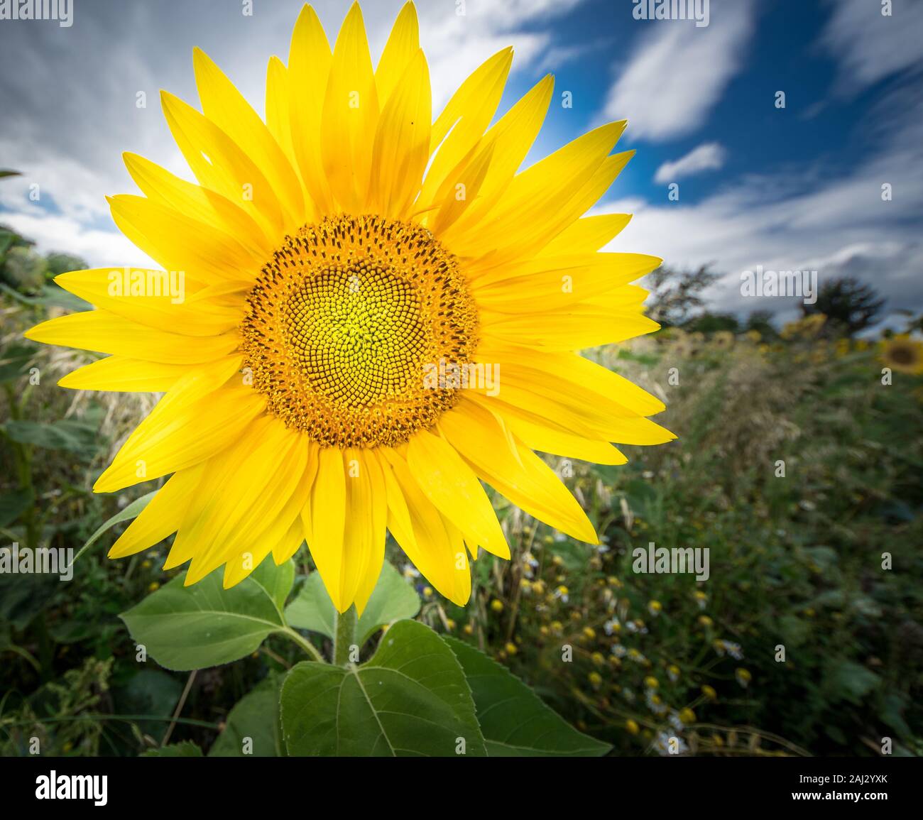 Oversaturated hi-res stock photography and images - Alamy