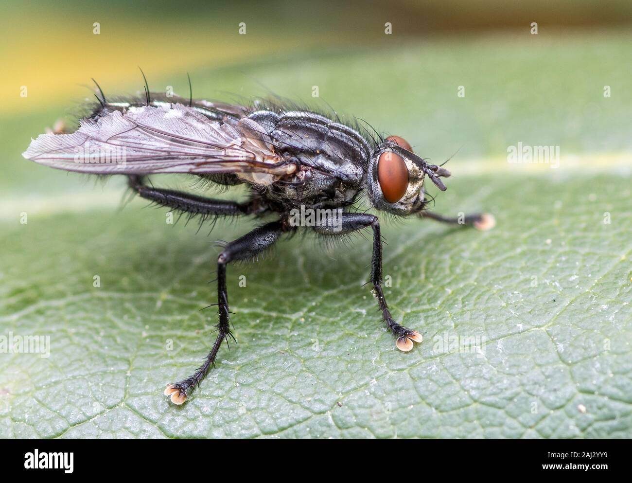 Close up of flesh fly sitting on green leaf. Two legs crossed and ...
