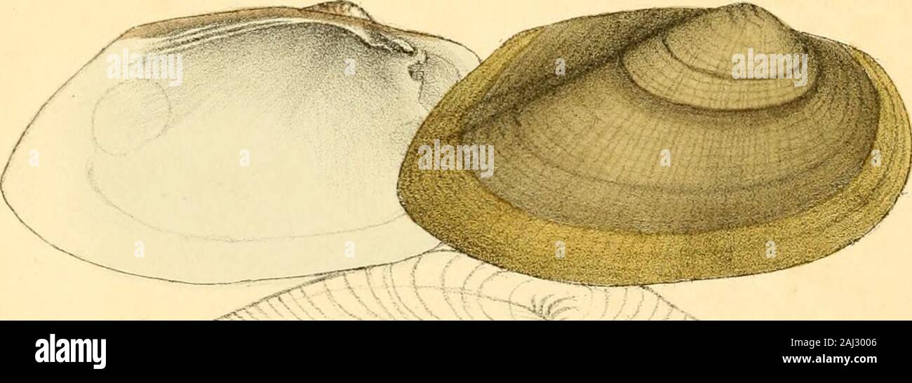 Monography of the family Unionidæ : or, Naiades of Lamarck (fresh water ...
