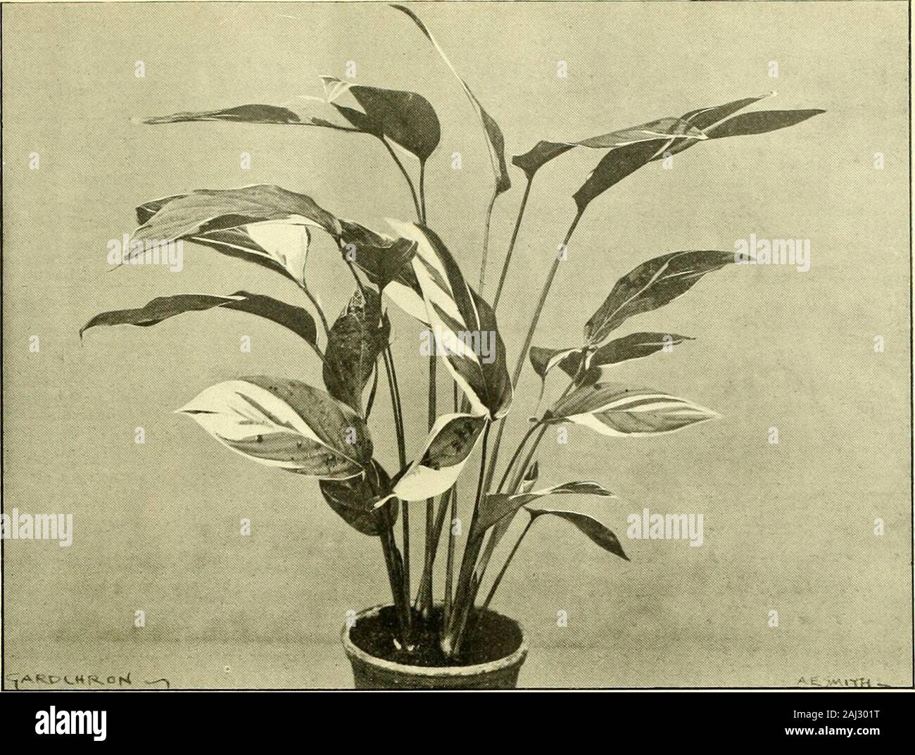 Phrynium leaves hi-res stock photography and images - Alamy