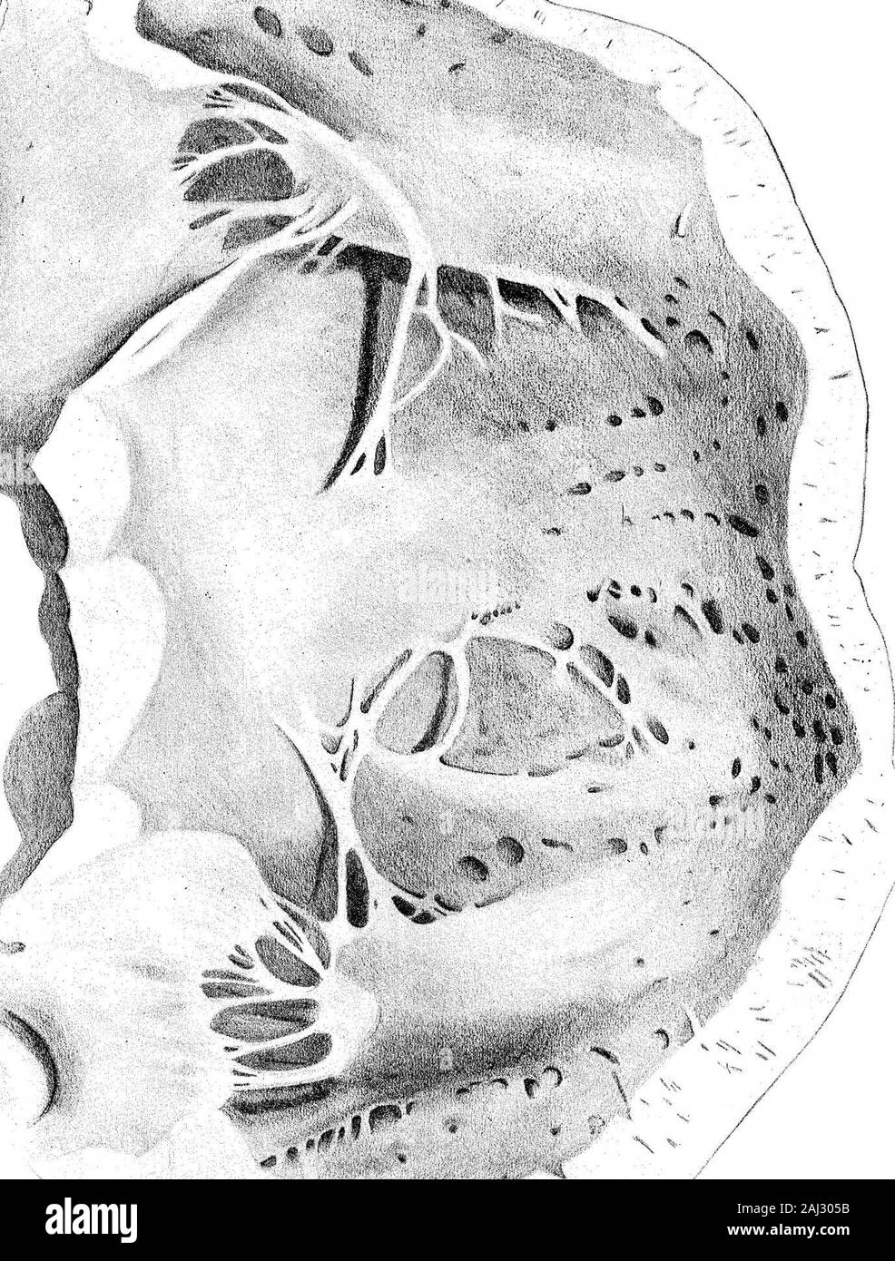 The Excitatory Process in the Dog's Heart Part II The Ventricles ...