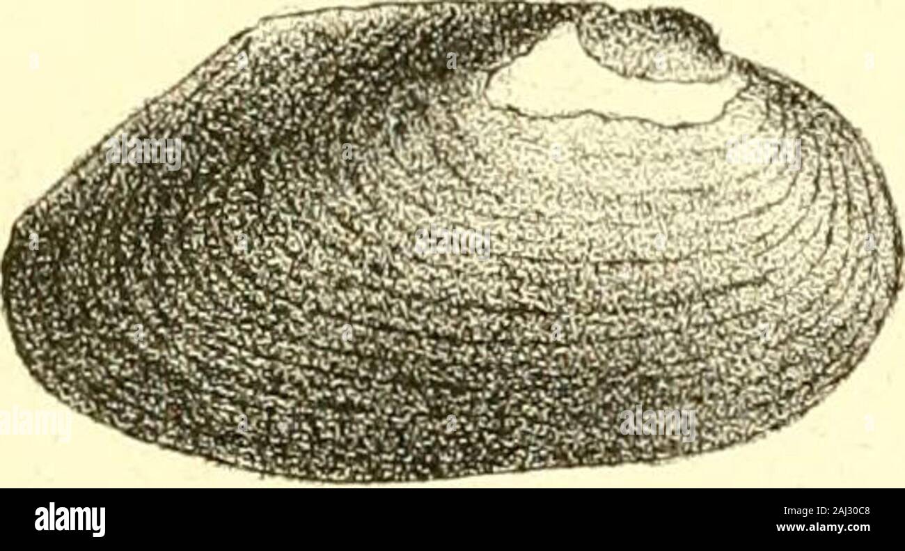 Lamarck shells hi-res stock photography and images - Alamy