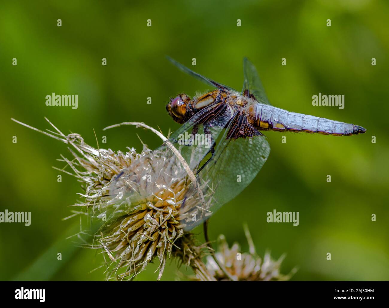 Blue darter hi-res stock photography and images - Alamy