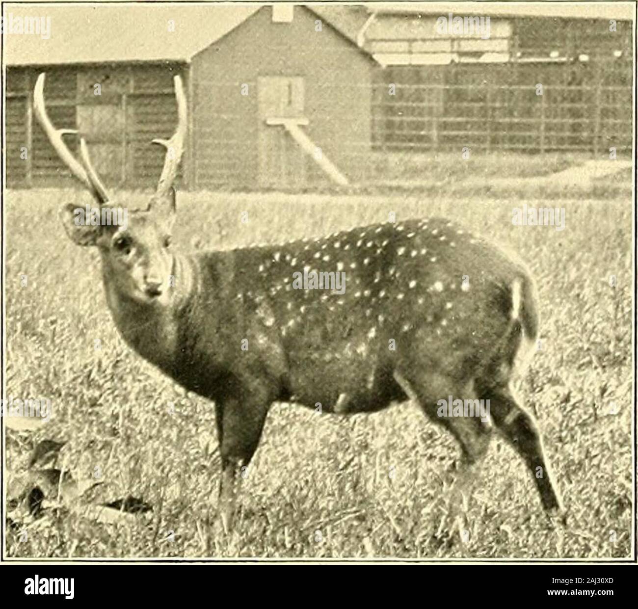 Small tufts of grass hi-res stock photography and images - Alamy