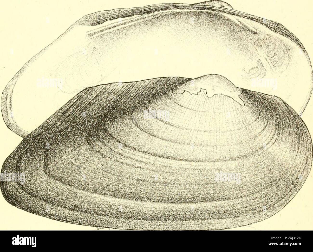 Different size shells hi-res stock photography and images - Alamy