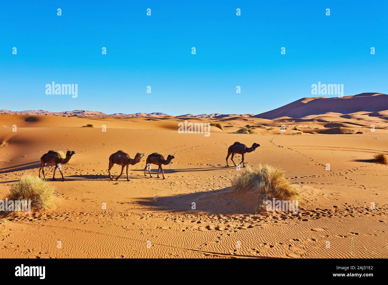 Camel caravan going through the sand dunes in the Sahara Desert. Morocco, Africa Stock Photo - Alamy