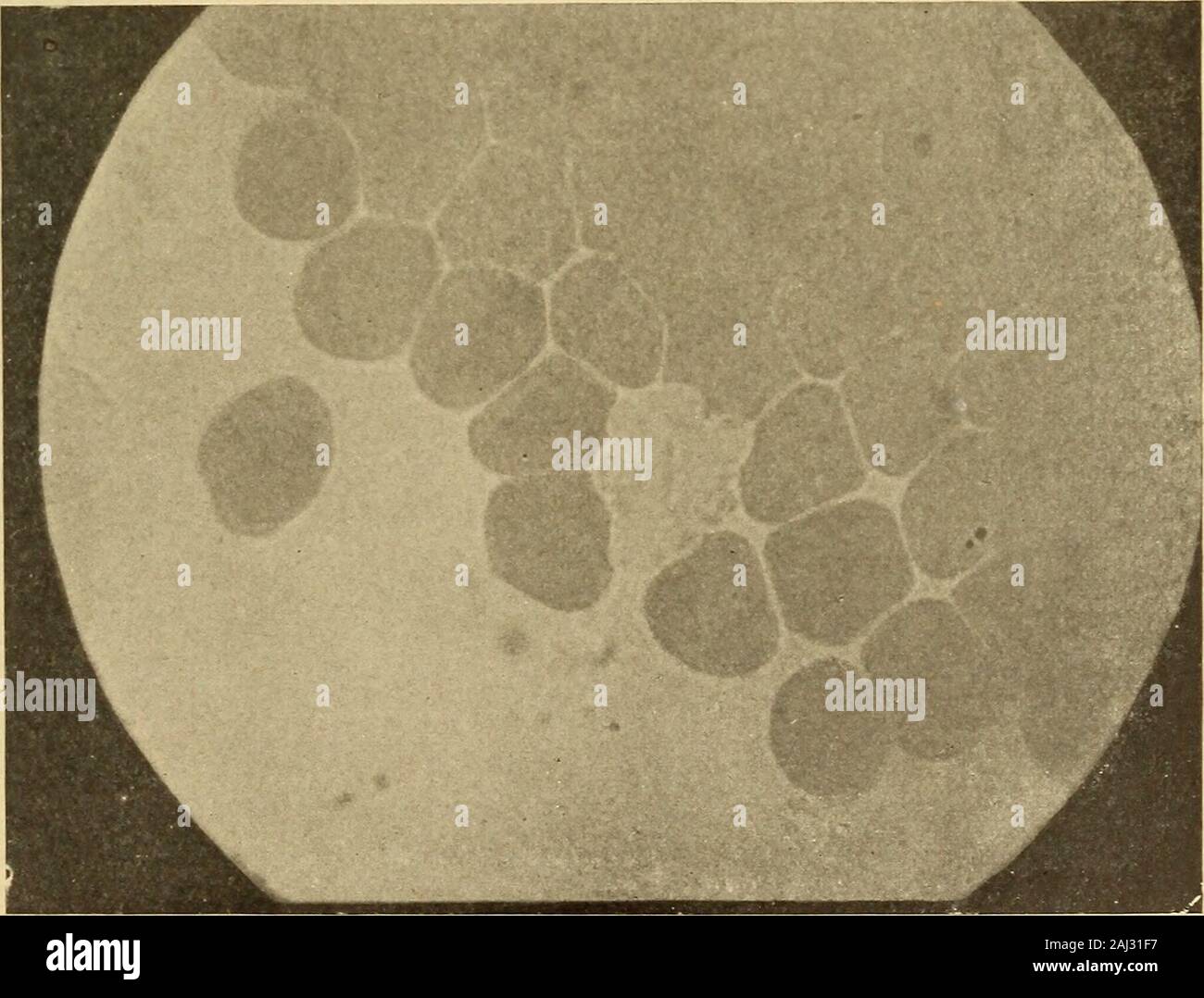 Induced cell-reproduction and cancer.. . Fig. 44.—Early mitosis in a ...