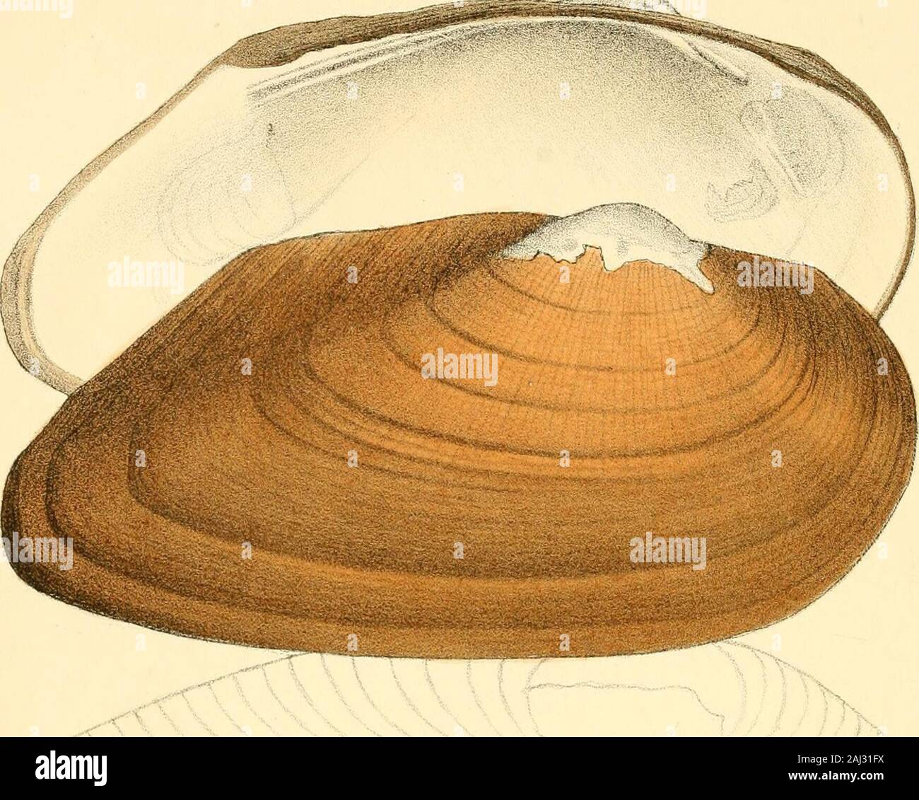 Monography of the family Unionidæ : or, Naiades of Lamarck (fresh water ...