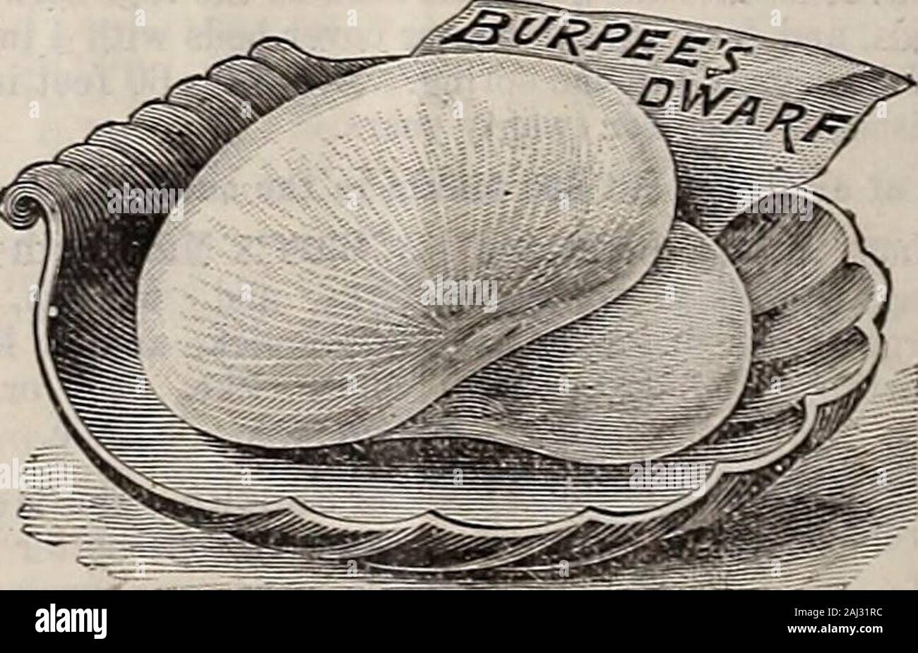 Burpees seed beans hi-res stock photography and images - Alamy