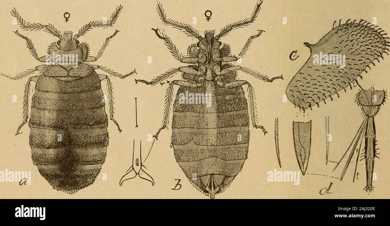 Principal household insects of the United States . , after the use of ...