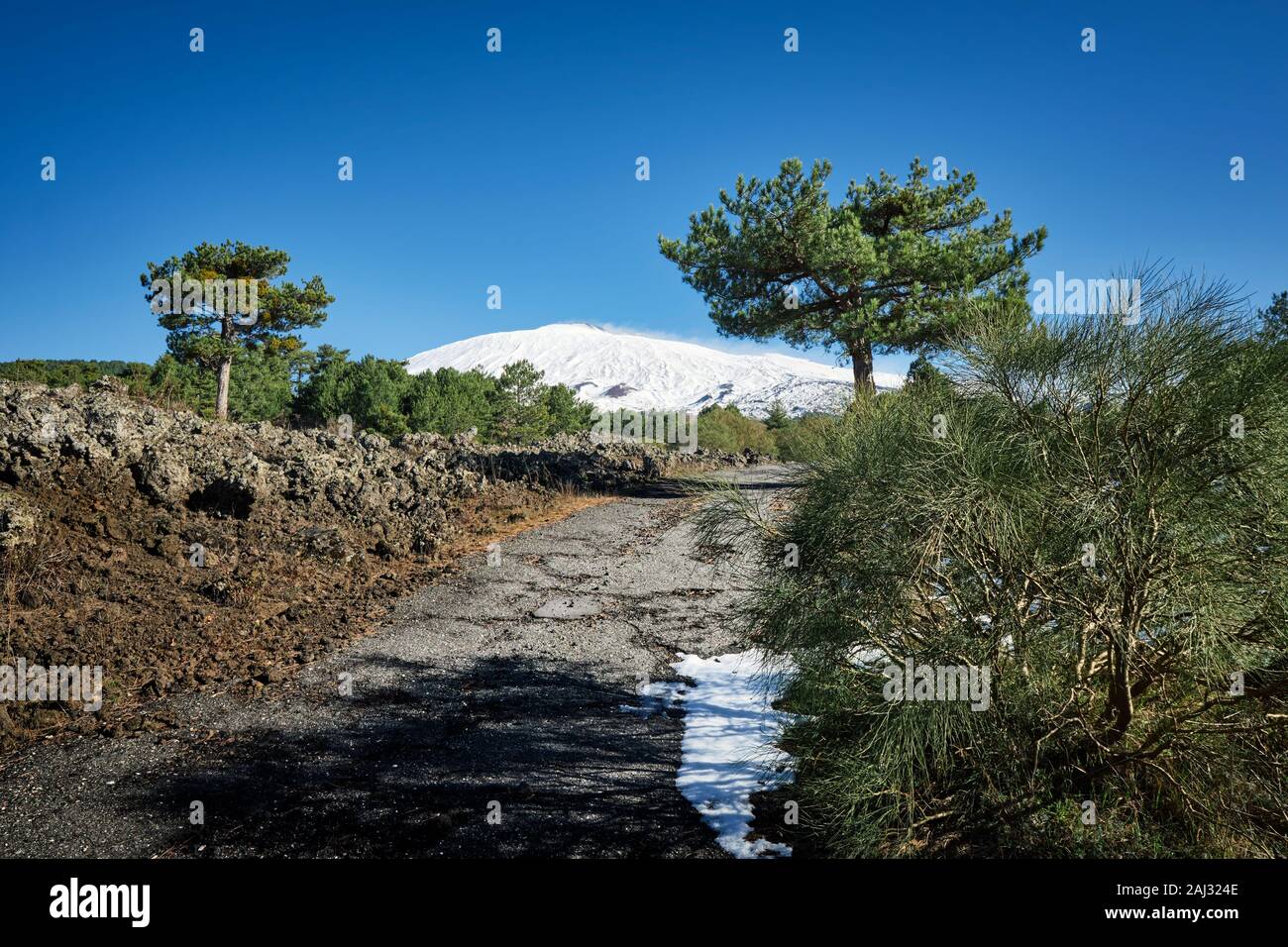 Pine trees in an old lava field overlooking the Volcano Etna, Catania ...