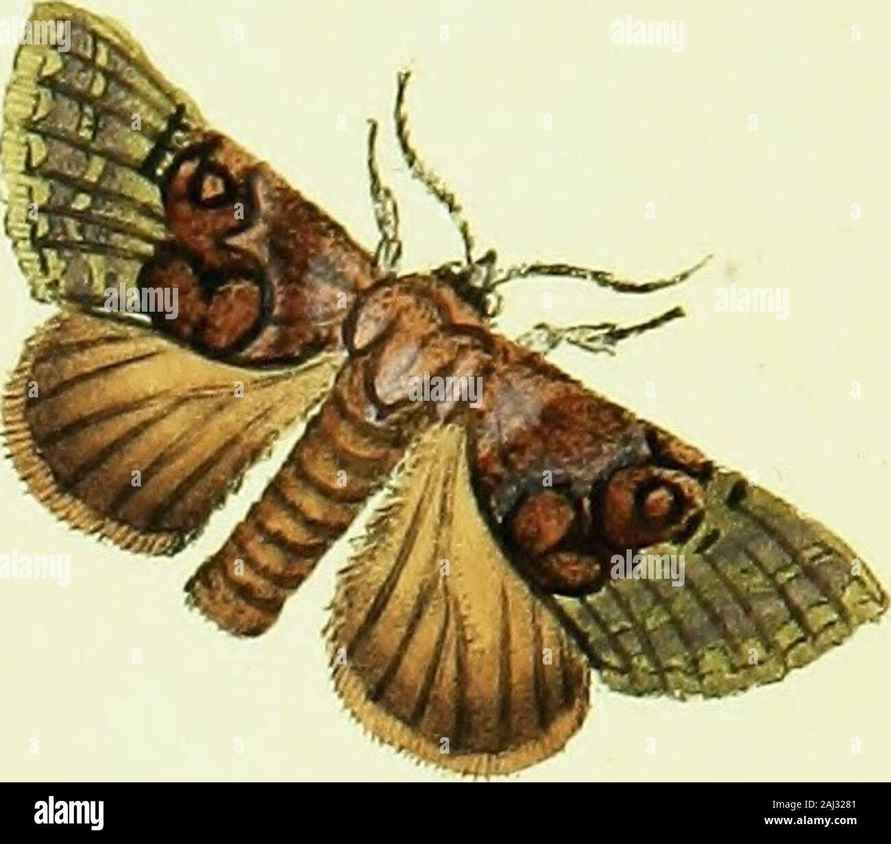 The natural history of British insects; explaining them in their ...