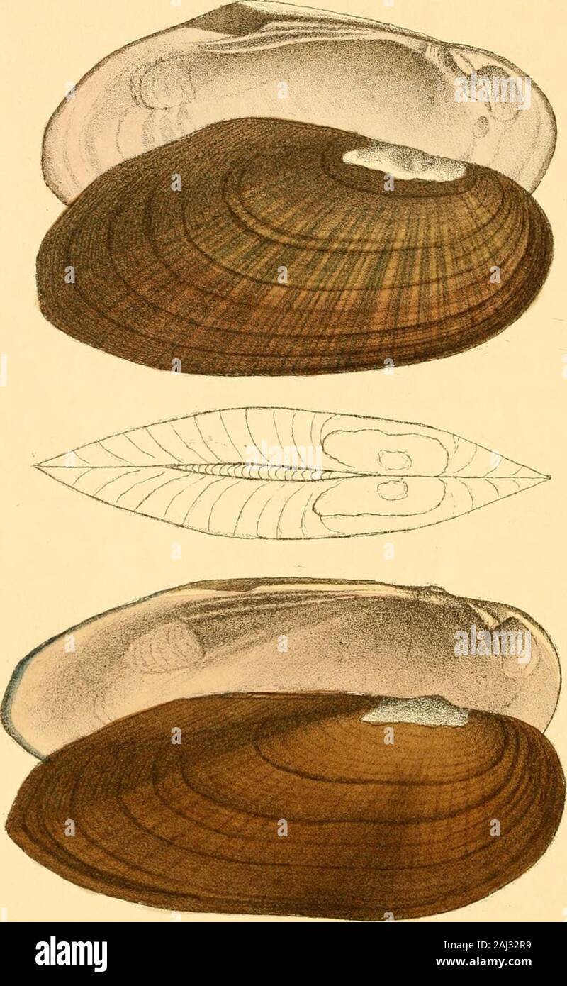 Monography of the family Unionidæ : or, Naiades of Lamarck (fresh water ...