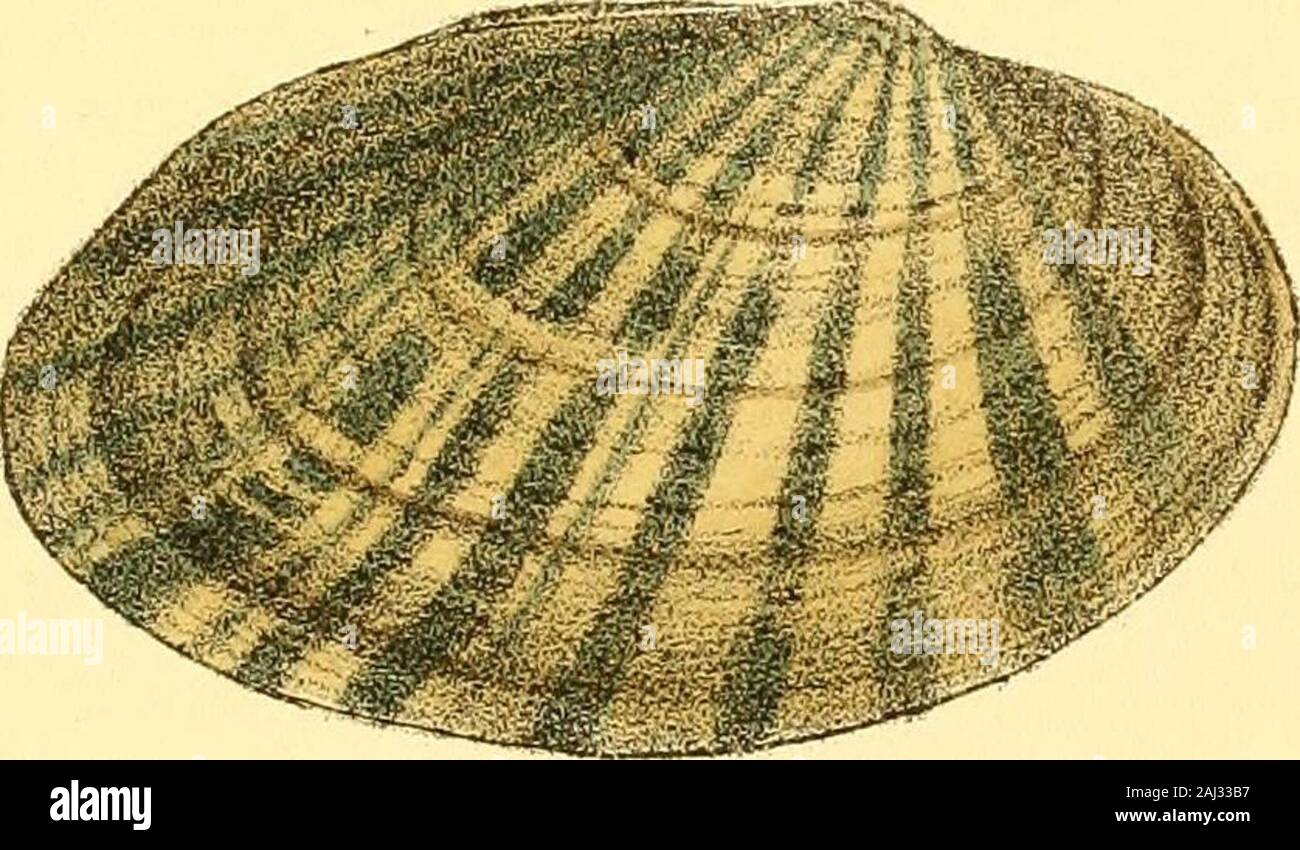 Monography of the family Unionidæ : or, Naiades of Lamarck (fresh water ...