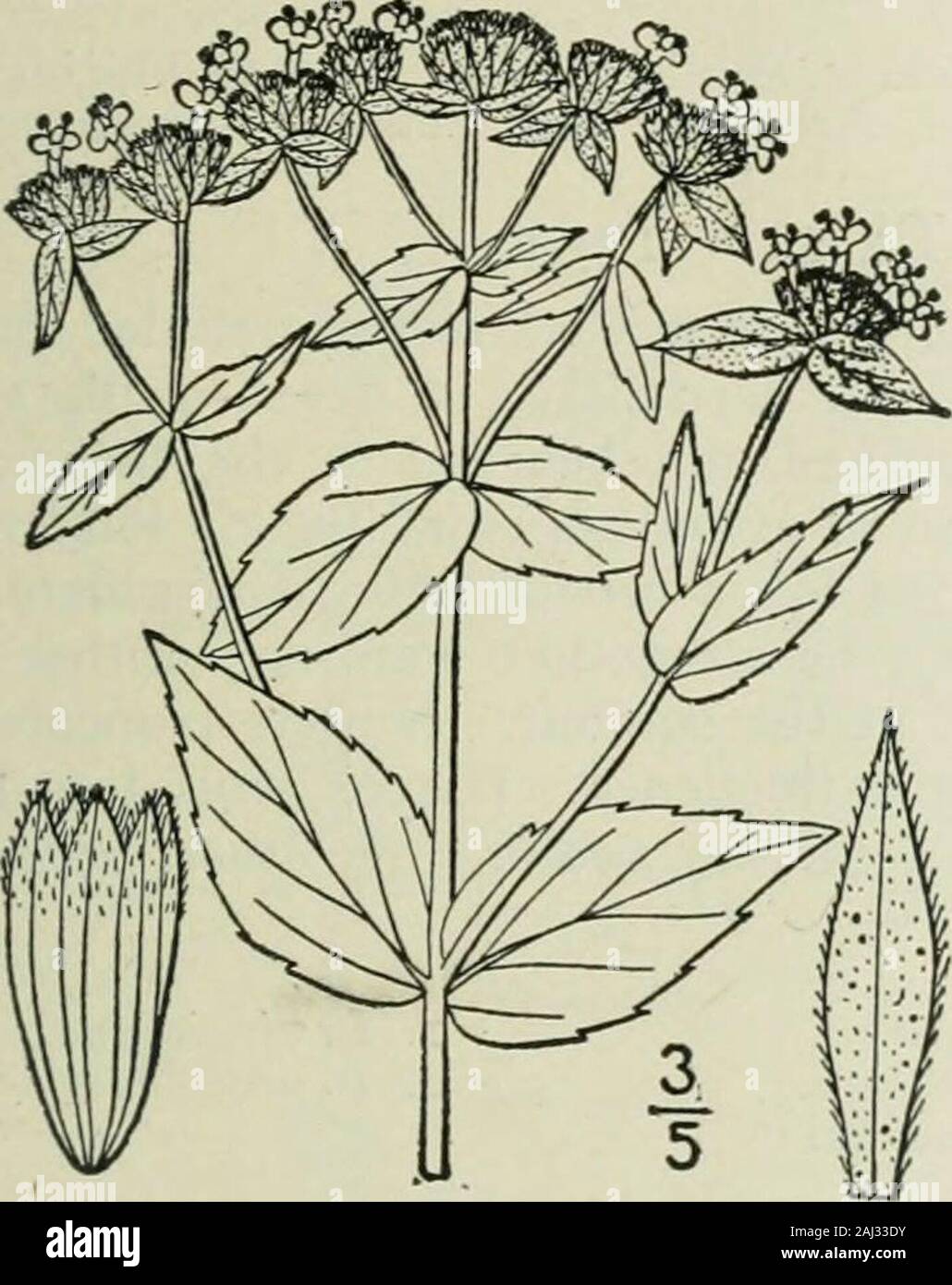 Puberulent hi-res stock photography and images - Alamy